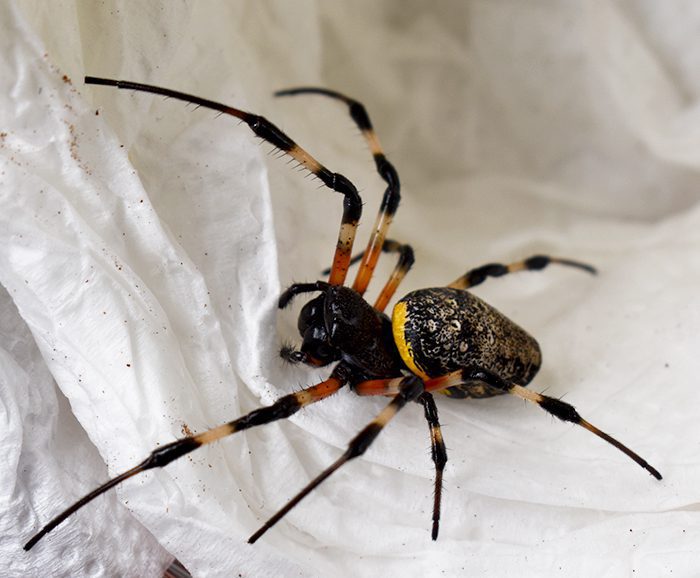 Nephilingis cruentata - The Spider Shop