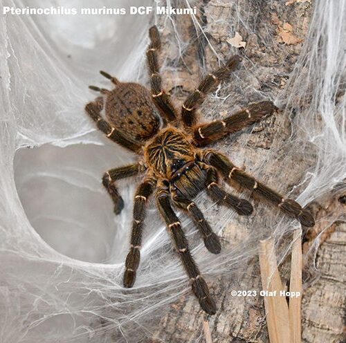 Pterinochilus murinus (DCF) - The Spider Shop
