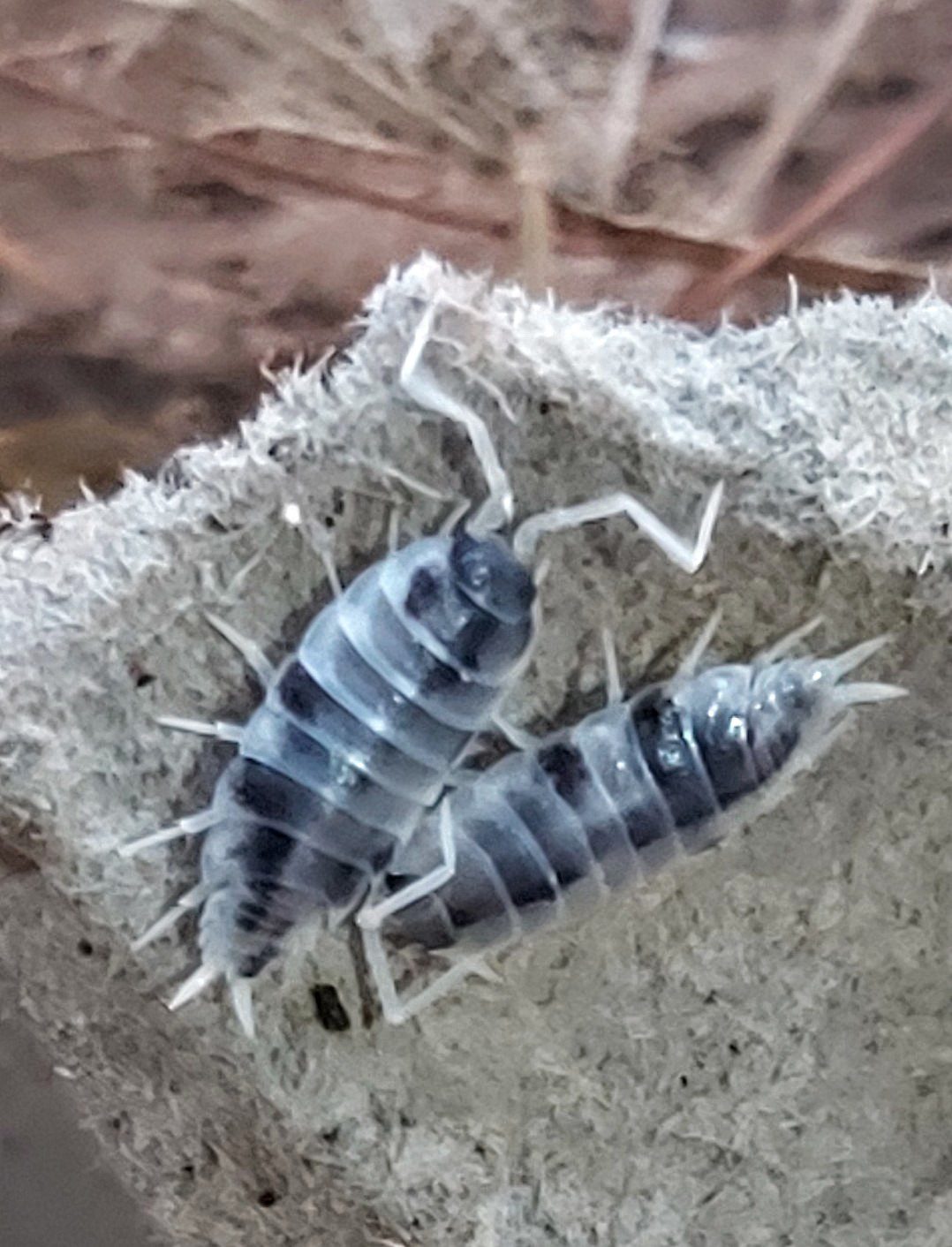 Porcellionides pruinosus - The Spider Shop