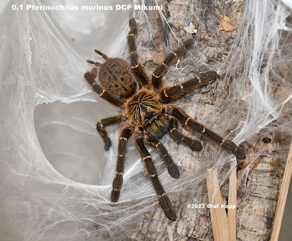 OB3 Pack - The Spider Shop